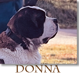 VDH Dogs |Donna Pups 2wks